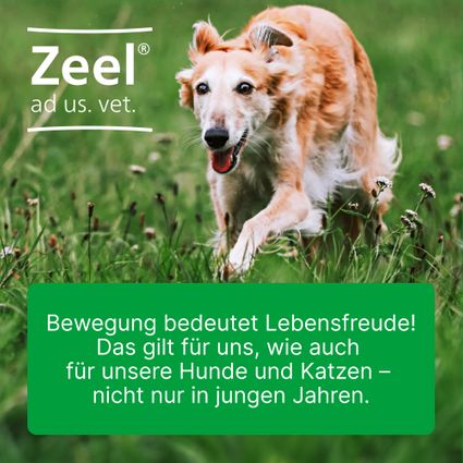 Zeel® ad us. vet Tabletten 500 St - Shop Apotheke