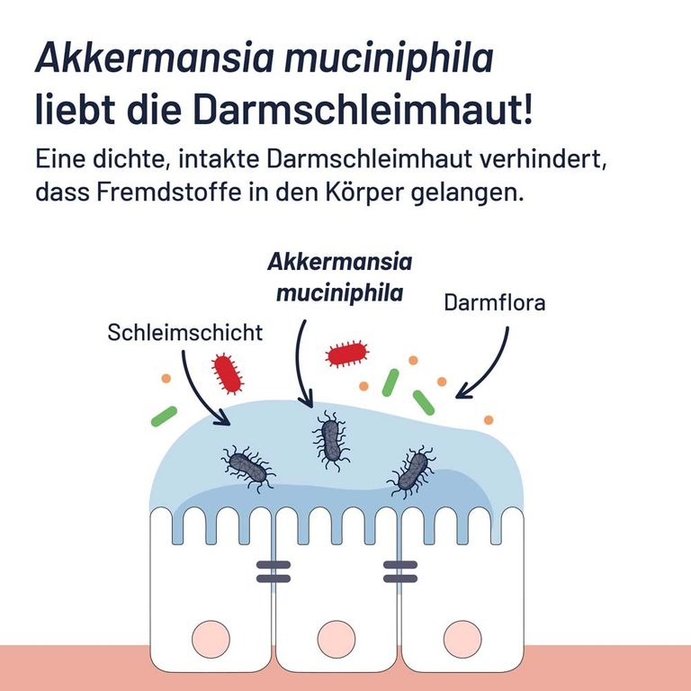 ProBio-Cult AKK1 Darm-Mukosa Pro mit 30 Mrd. pasteurisierten Akkermansia MucT® 30 St - Shop Apotheke