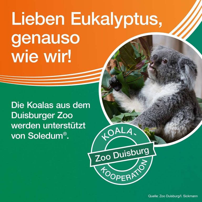 Soledum® Kapseln junior bei Erkältung, Bronchitis & Sinusitis 20 St ...