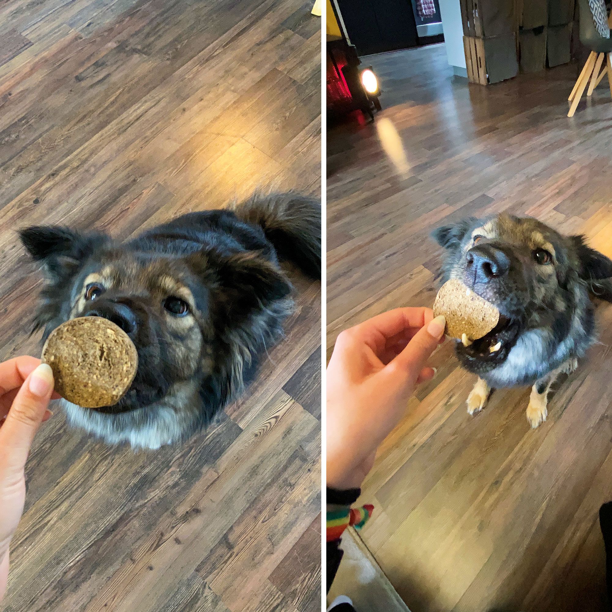 Schecker Hundesnack - krosse fleischige Chips Taler 3x200 g - Shop Apotheke