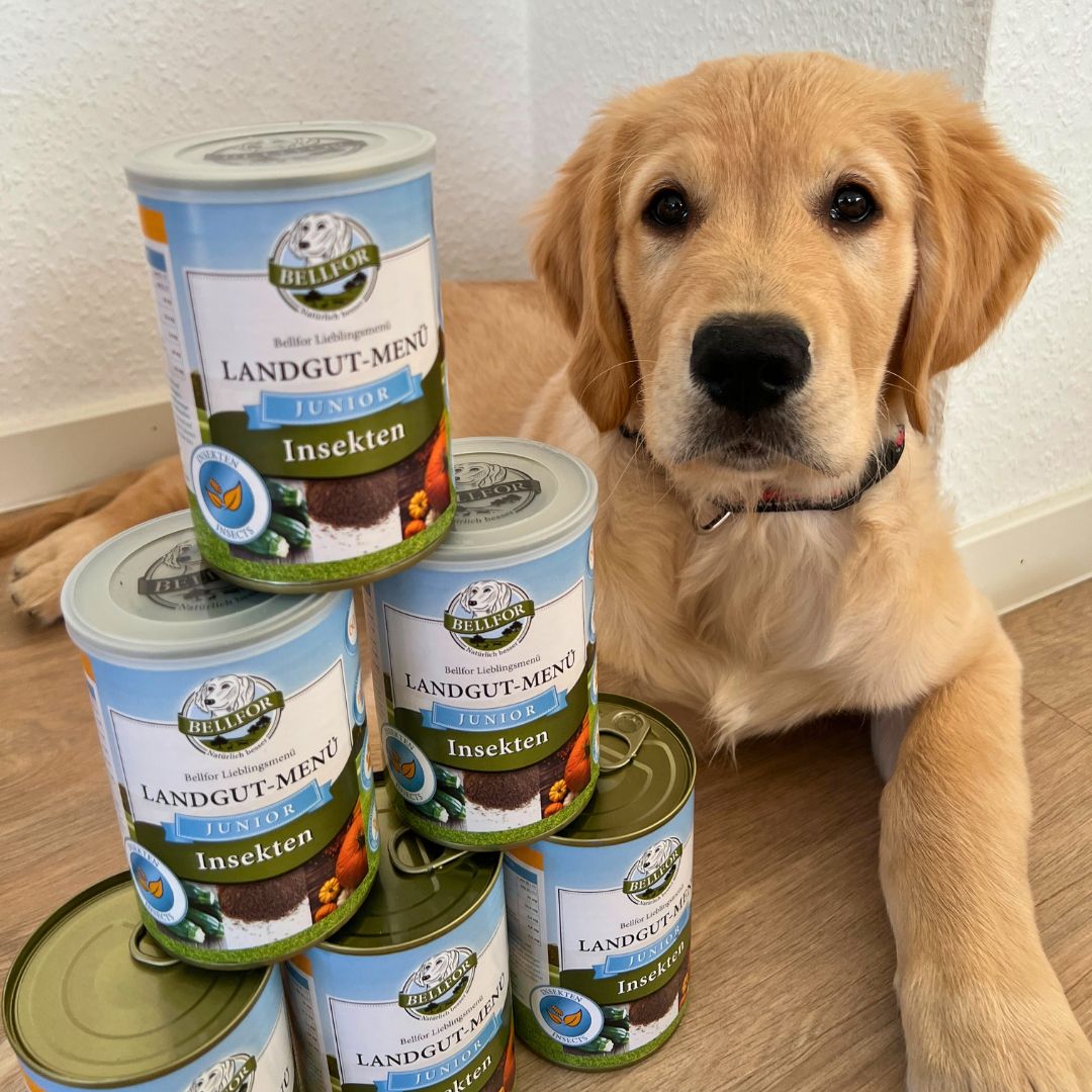 Bellfor Hypoallergenes Hundefutter Nass mit Insekten für Welpen ...