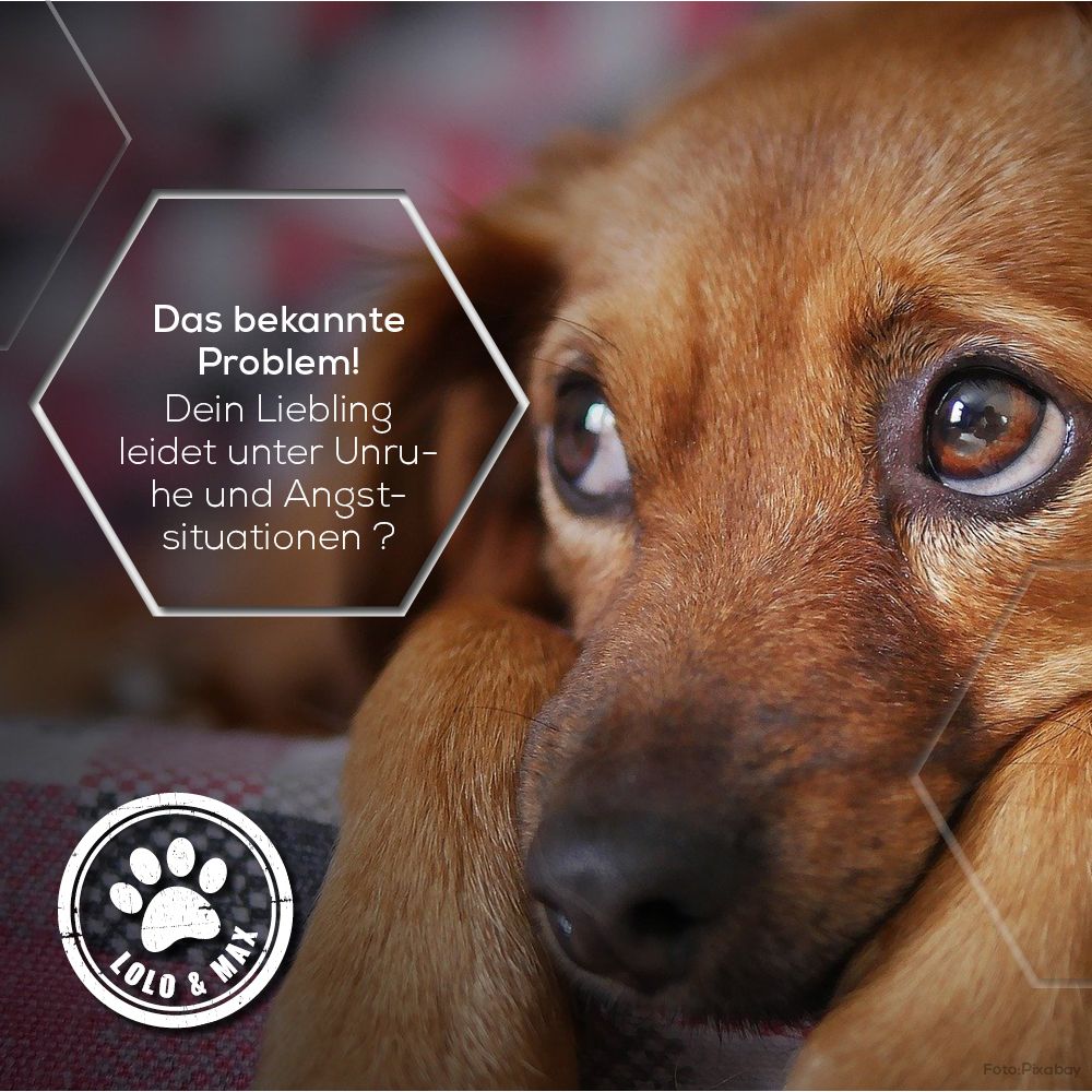 Lolo & Max - Chillex Beruhigungskomplex für Hunde und Katzen 250 ml ...