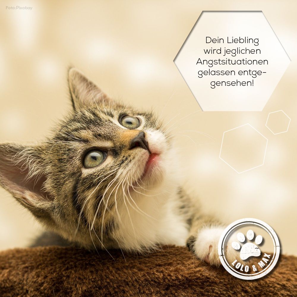 Lolo & Max - Chillex Beruhigungskomplex für Hunde und Katzen 250 ml ...