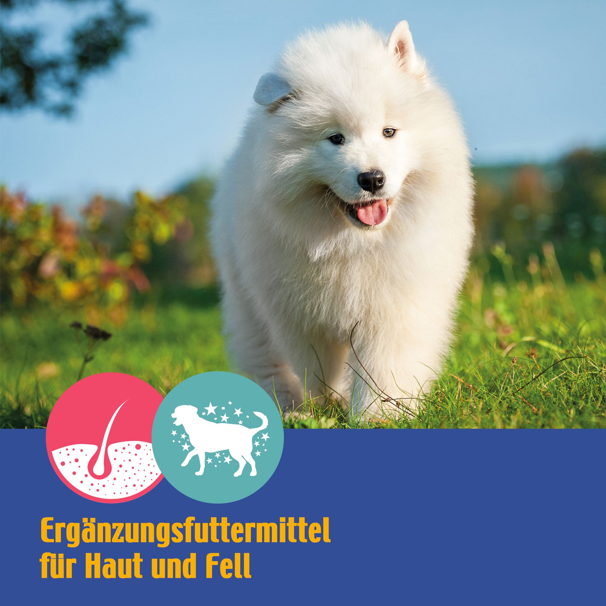 Schecker Nutrizeutikum Derm-Caps - für gesunde Haut und Fell ...